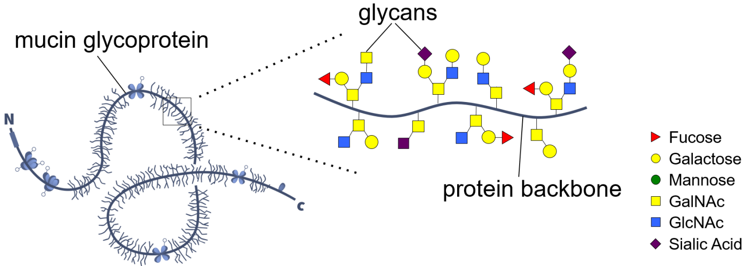 Research - The Ribbeck Lab